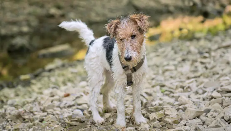 Wire Fox Terrier: Breed Guide